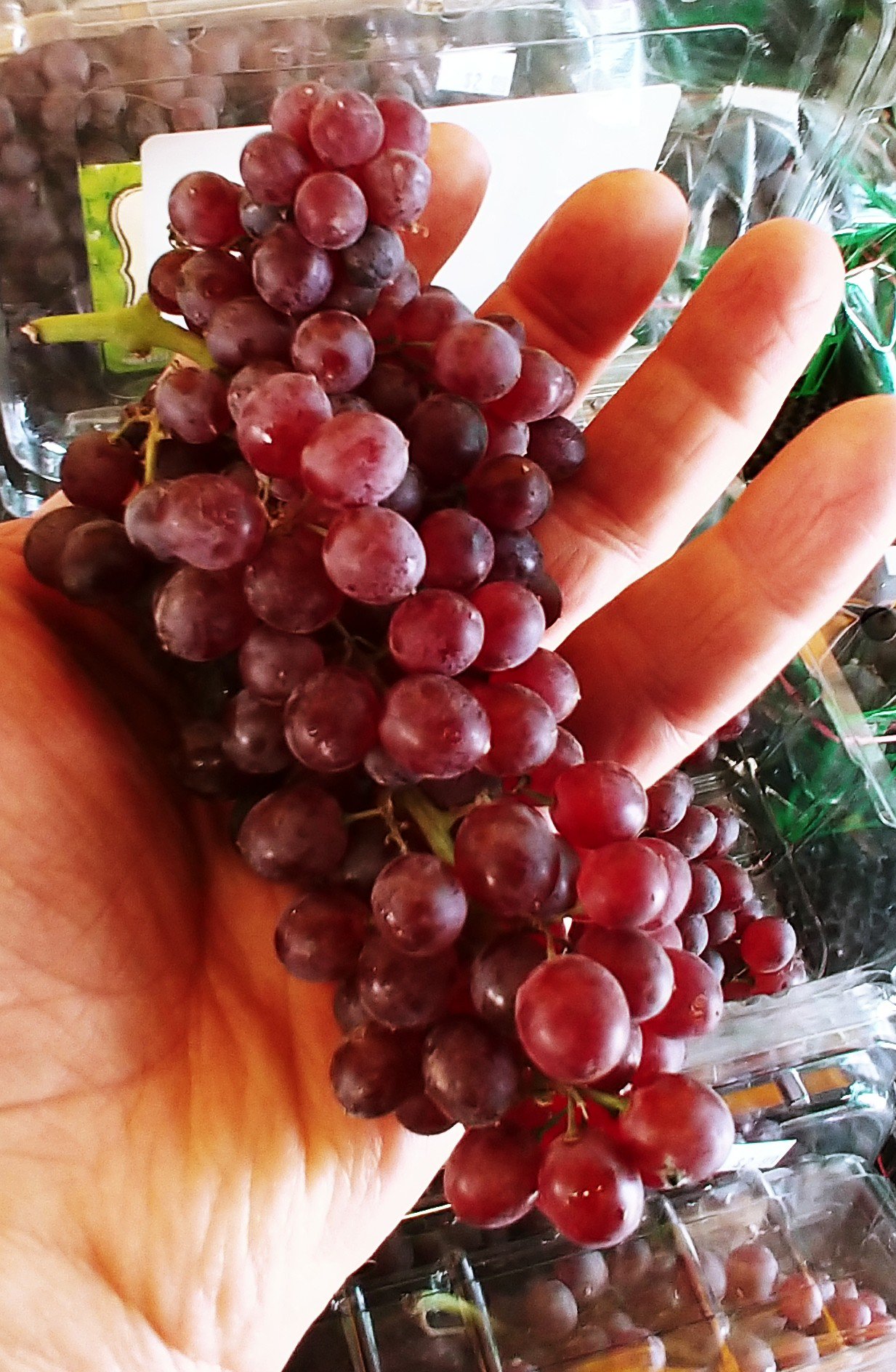 Ancient Greek Grapes