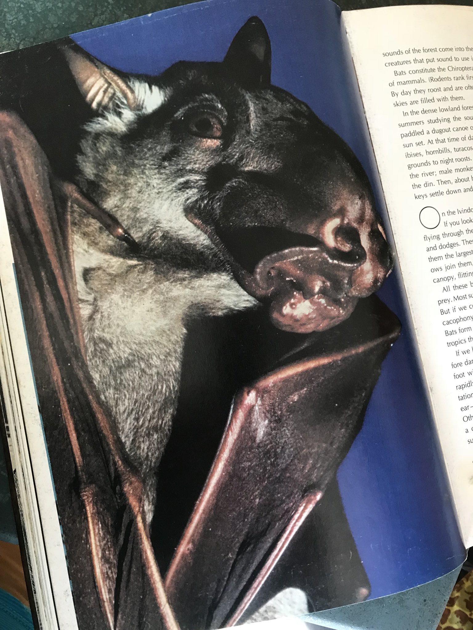 Hammerhead Bat
