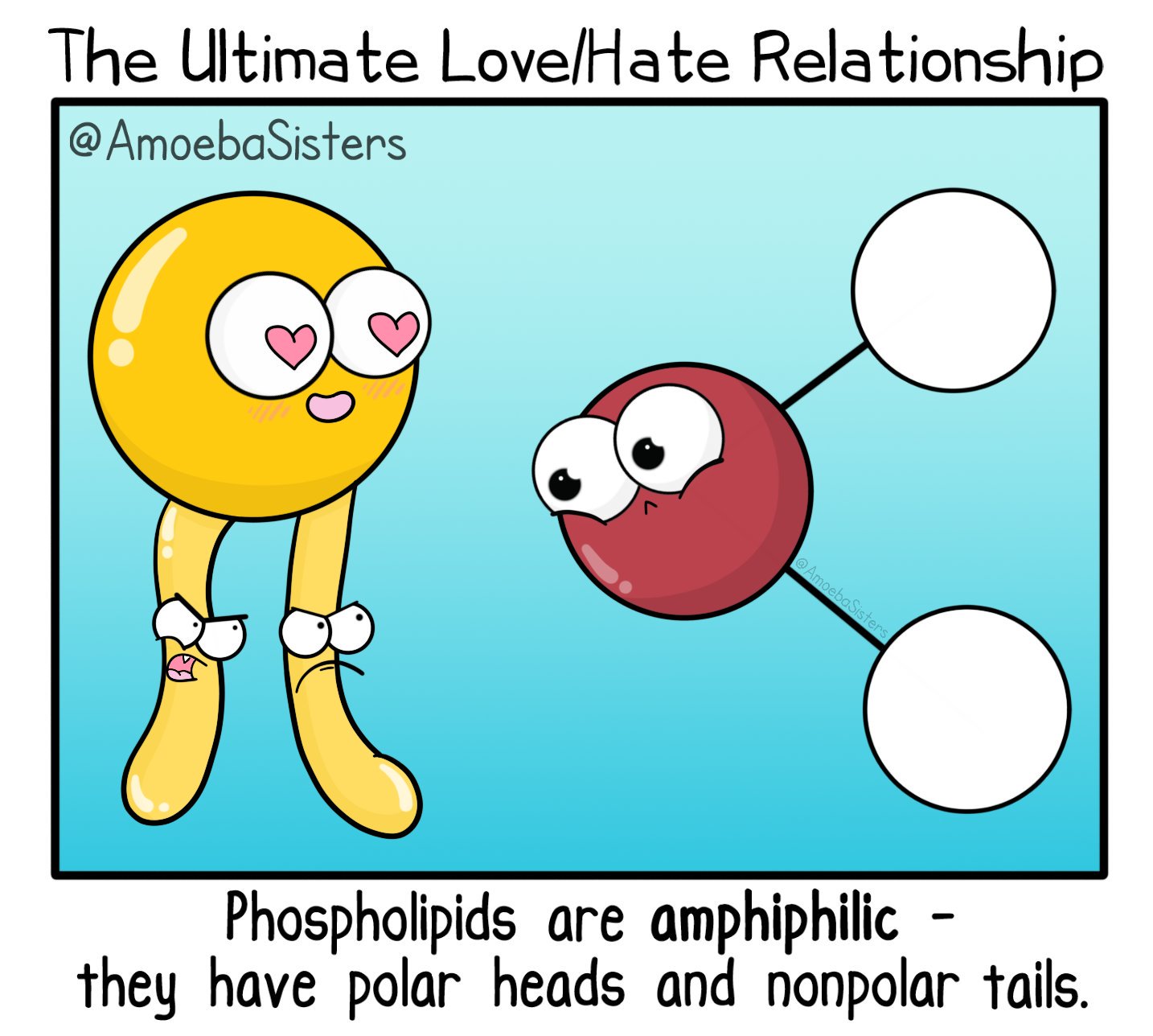 Amoeba Sisters on Twitter: "How did you do on our #biomolecule question ...