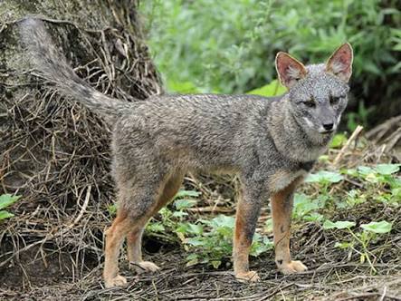 Fox In Peruvian Desert