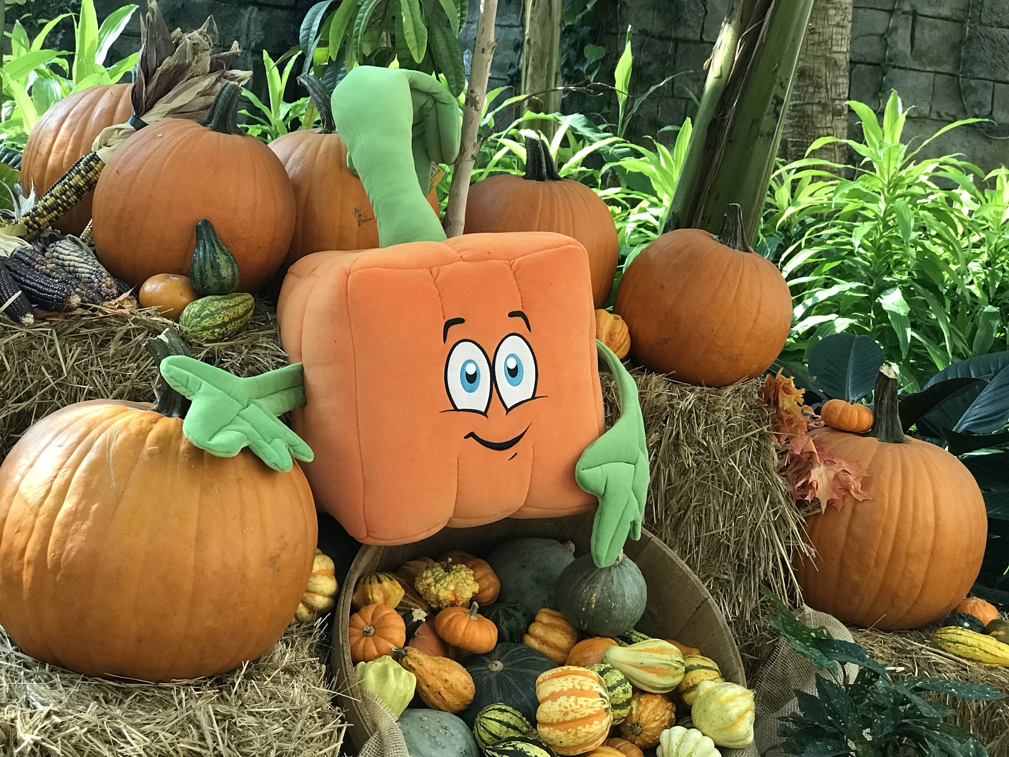 Square Pumpkin