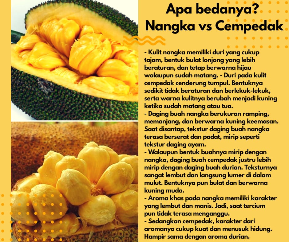 Nangka Vs Cempedak Safe Shipping | www.congress-intercultural.eu Nangka Vs Cempedak Safe Shipping | www.congress-intercultural.eu