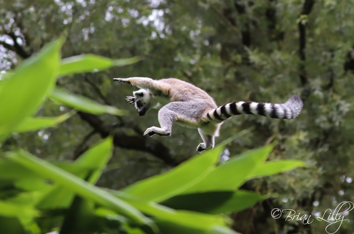 Ring Tailed Lemur Jumping