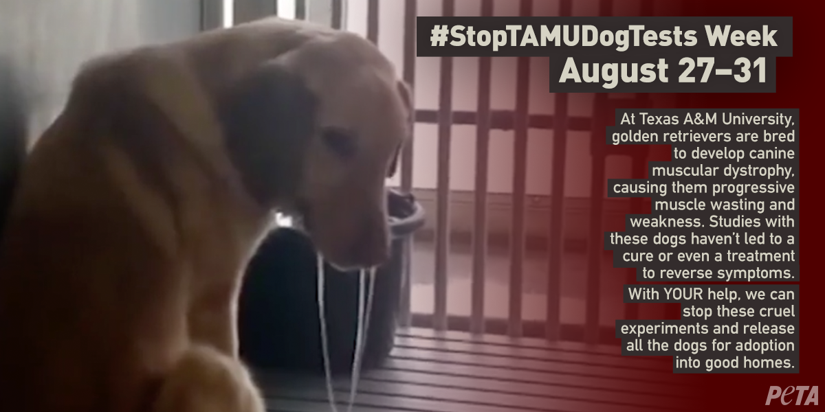 Can Muscle Wasting In Dogs Be Reversed