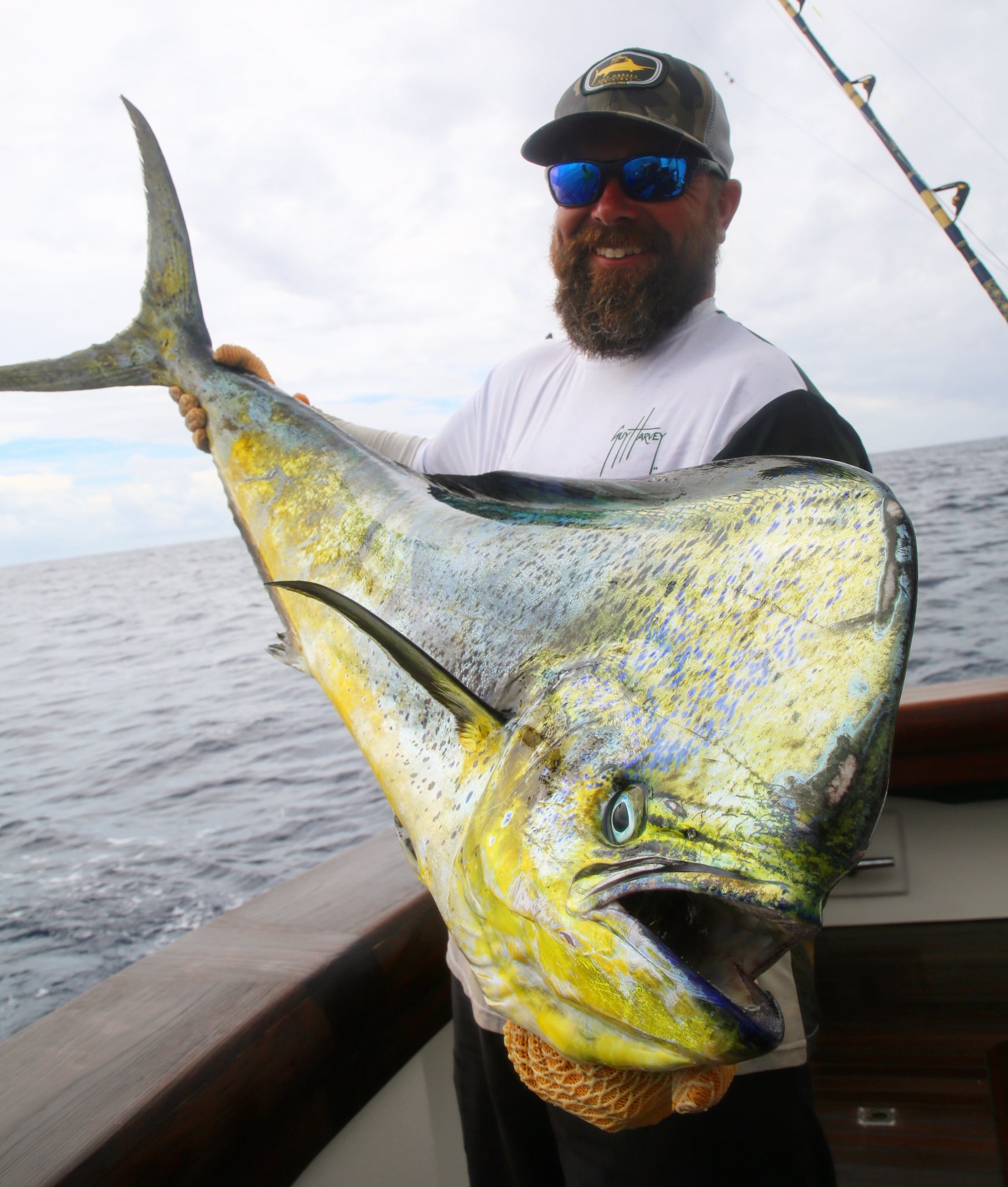 Mahi Mahi Wallpaper Guy Harvey