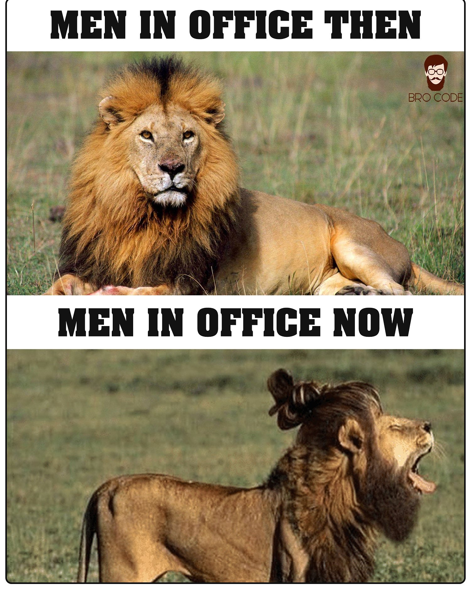Male Lion Memes