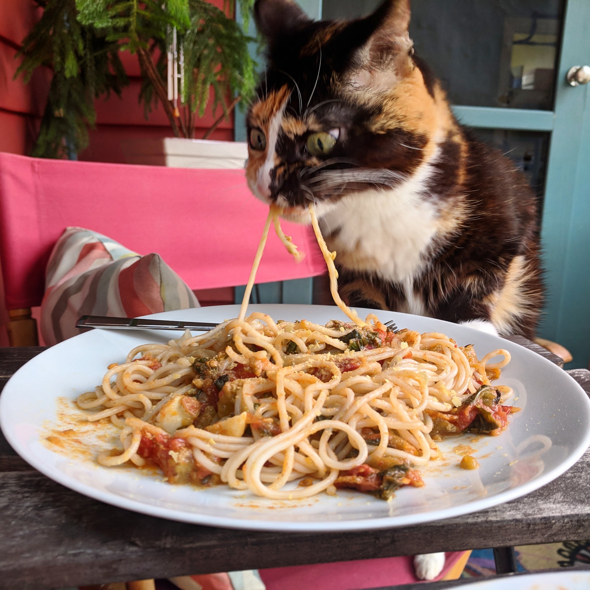 Spaghetti Cat Imgur