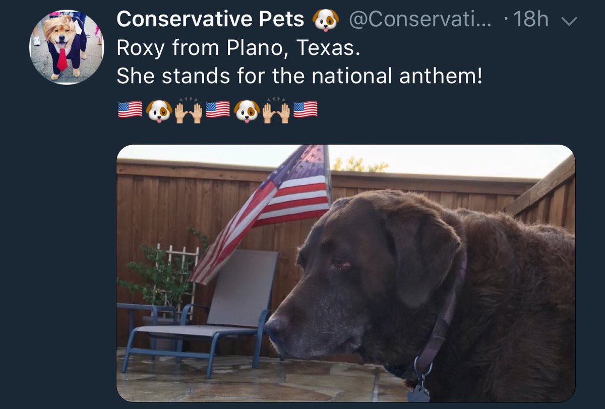 Conservative Dogs Are Real and They're Miserable | ResetEra