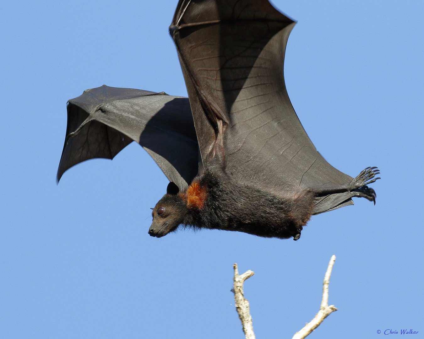 Some species that have never been suggested New species! - Page 20 ...