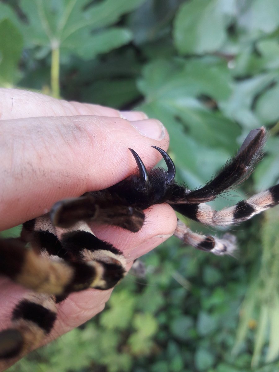 Fringed Ornamental Tarantula Bite