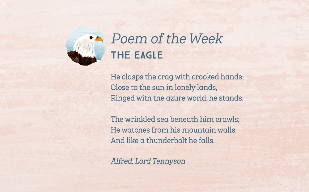 The Eagle' By Alfred Lord Tennyson Poem Sheet Ks2 Poetry, 51% OFF