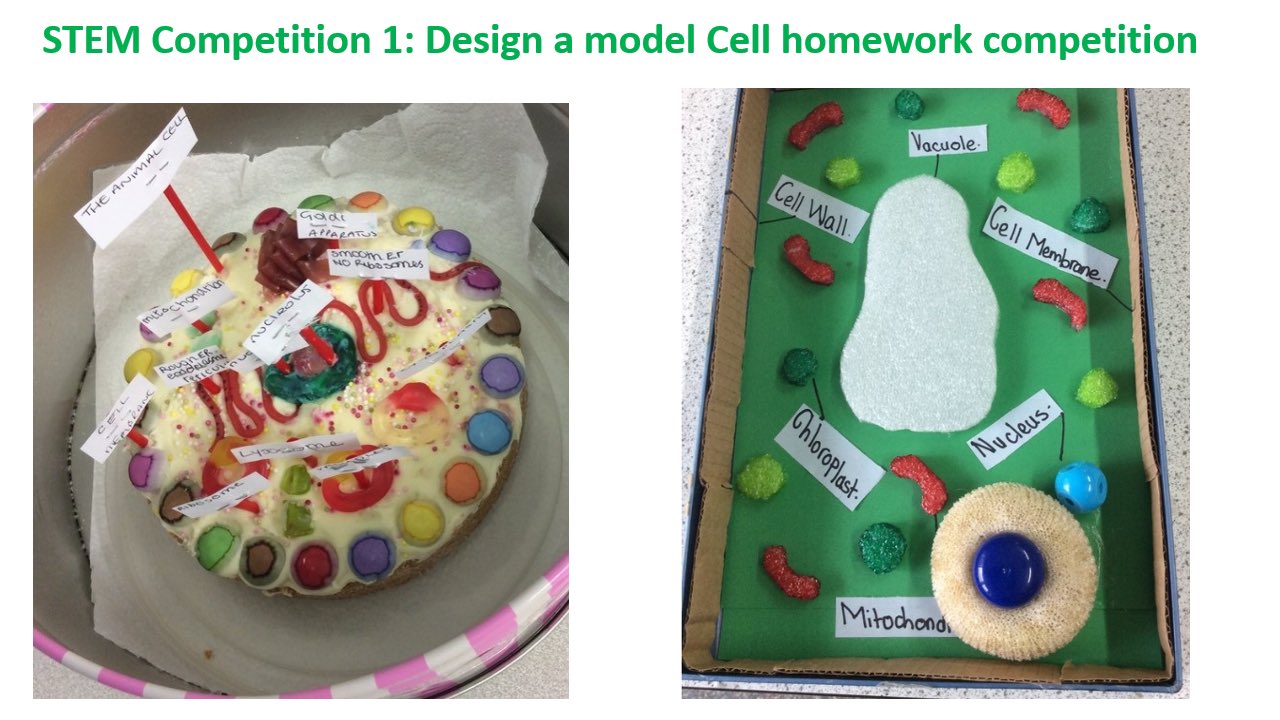 Creative Cell Model Project Ideas