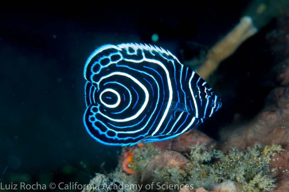 Baby Emperor Angelfish