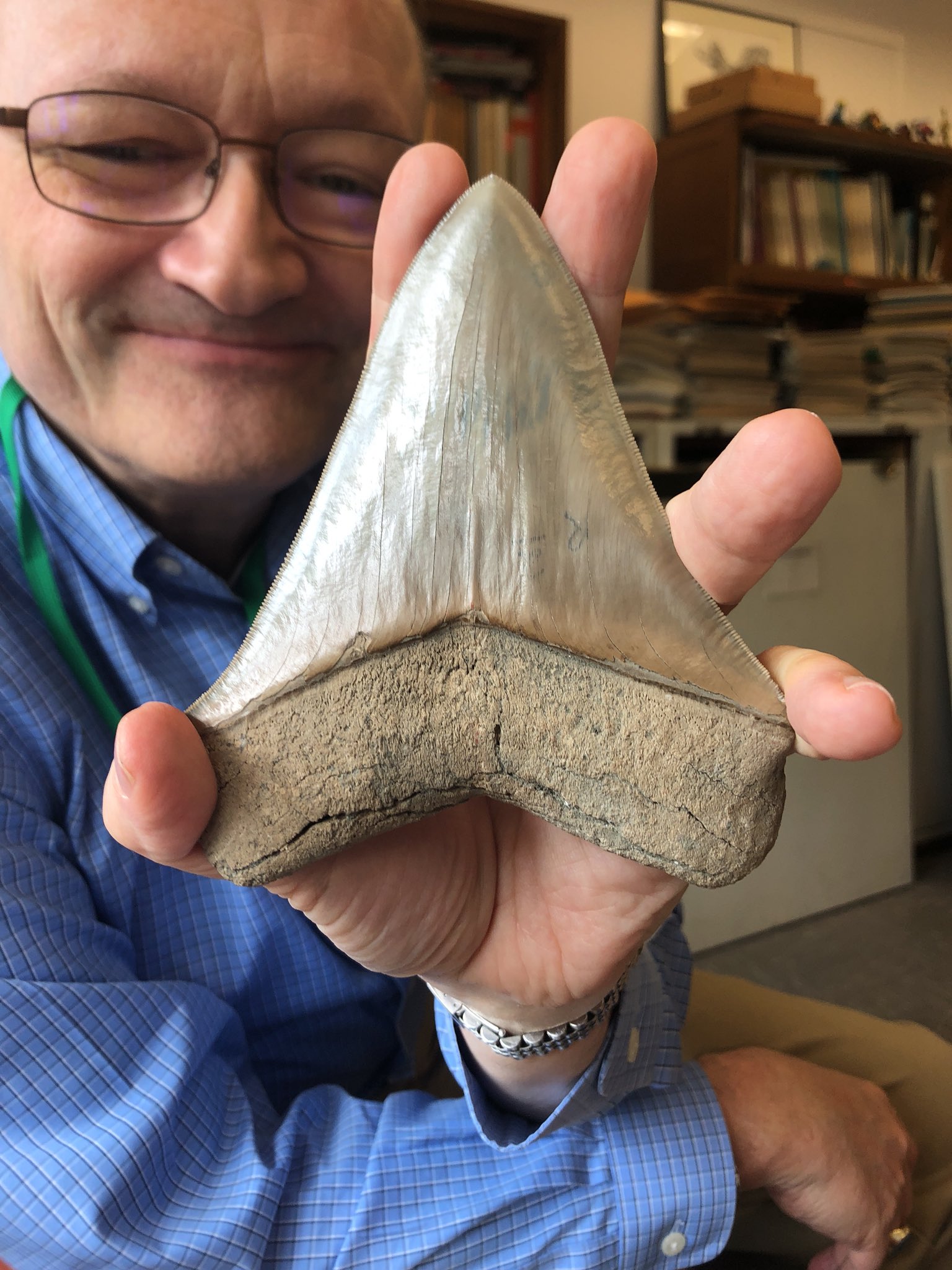 Worlds Biggest Tooth