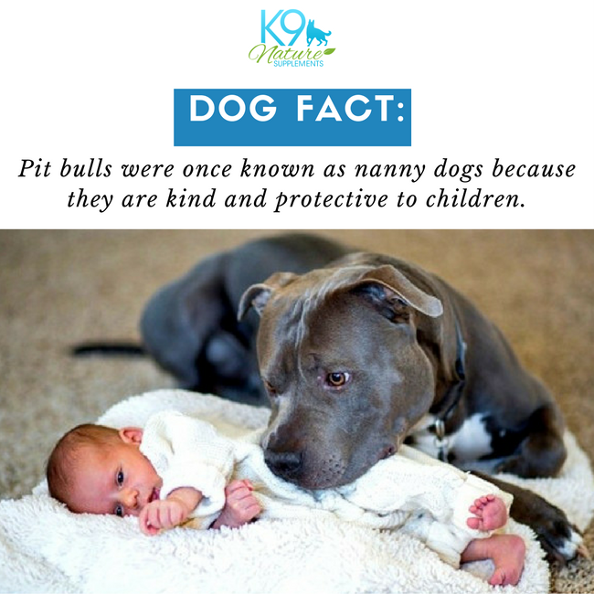 Were Pit Bulls Used As Nanny Dogs
