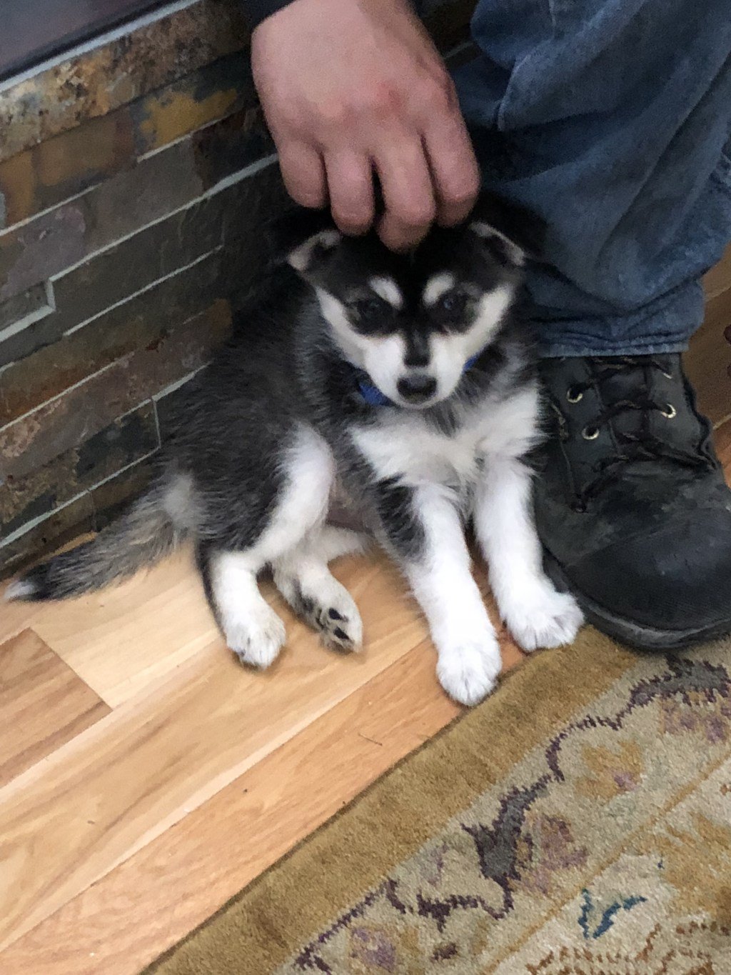 White Miniature Husky Puppies