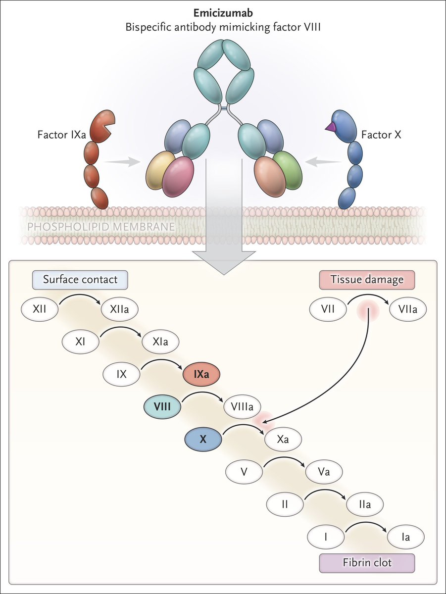 Original article: emicizumab prophylaxis in patients who have ...