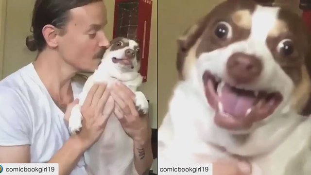 Mister Bubz, the big-eyed dog, doesn't care for affection | FOX 7 ...