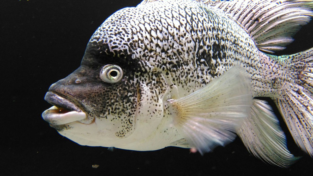 Nandopsis Haitiensis