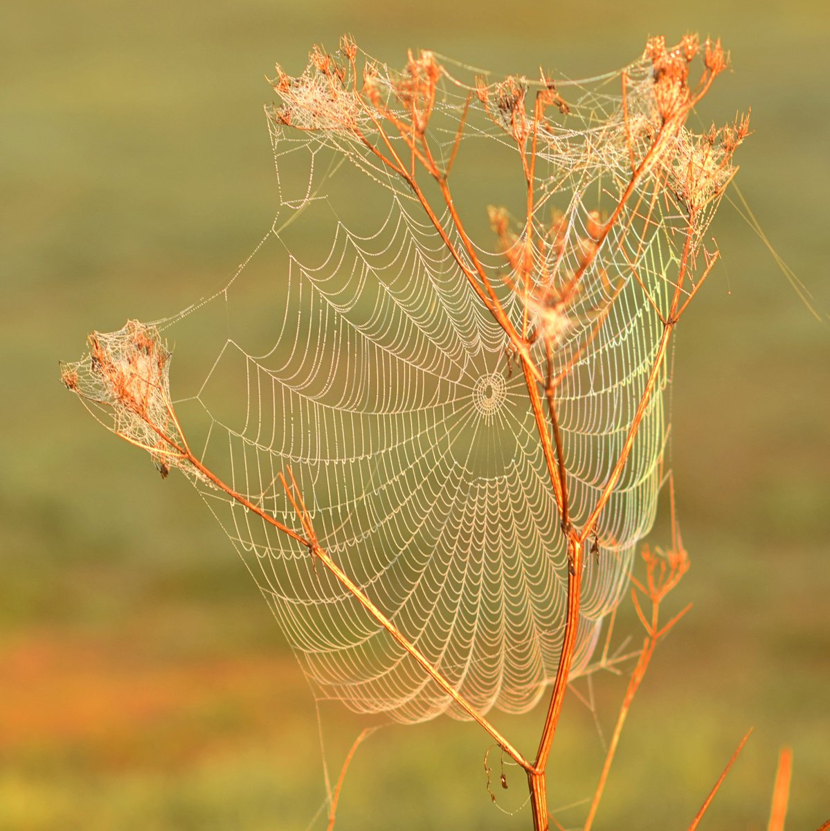 E Spidernet