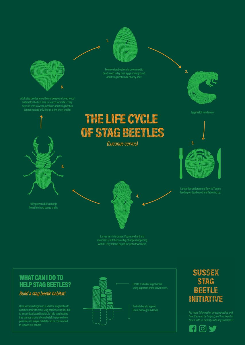 Stag Beetle Life Cycle