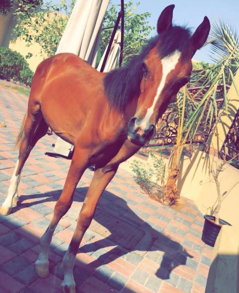 A7mD Elhmsh (@AElhmsh) | Twitter