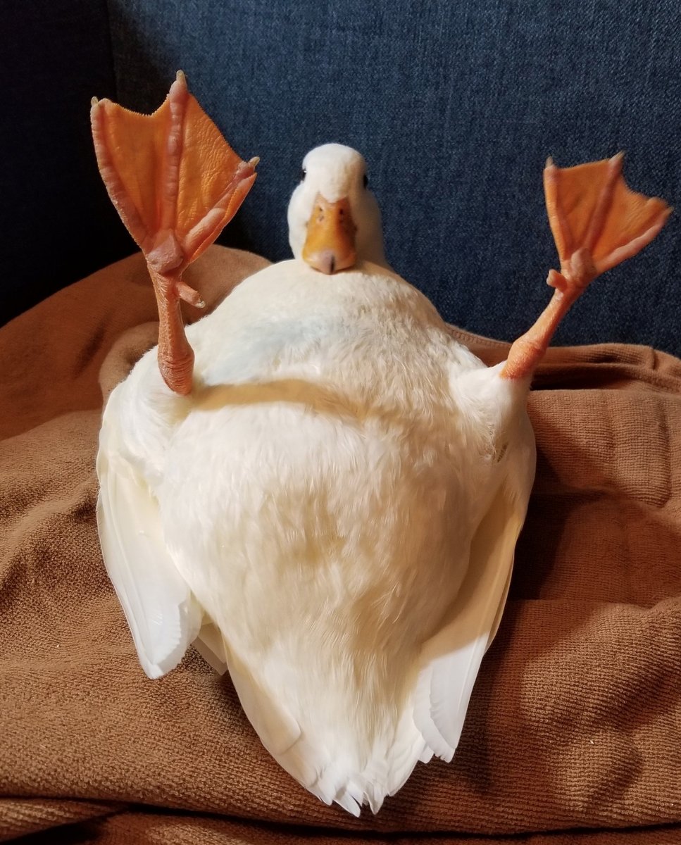 Cursed Images Of Ducks
