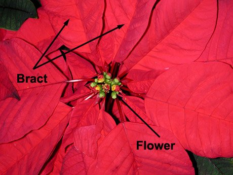 what is this bug on my mom's poinsettia? : r/whatsthisbug