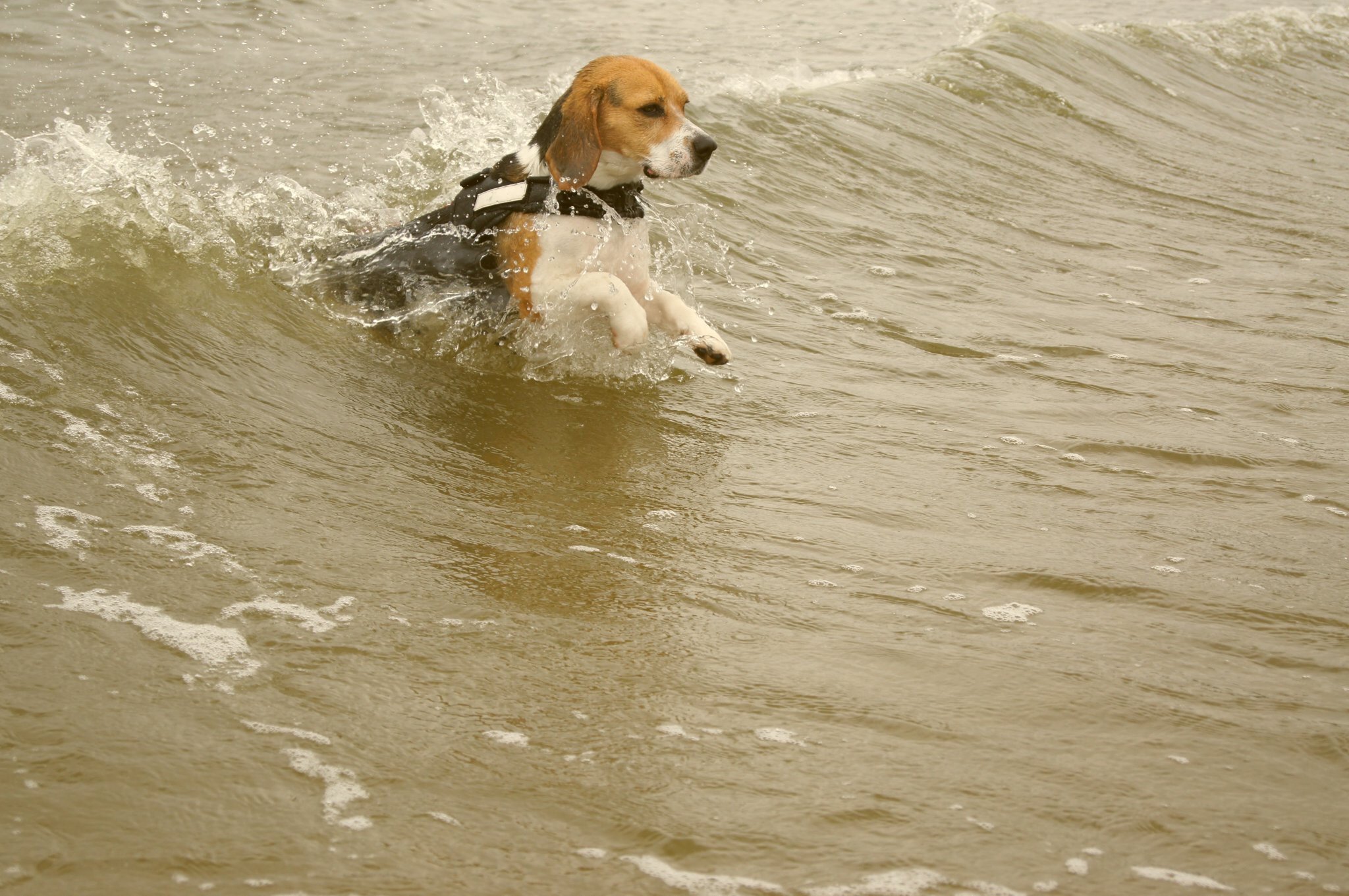 Can Beagles Swim