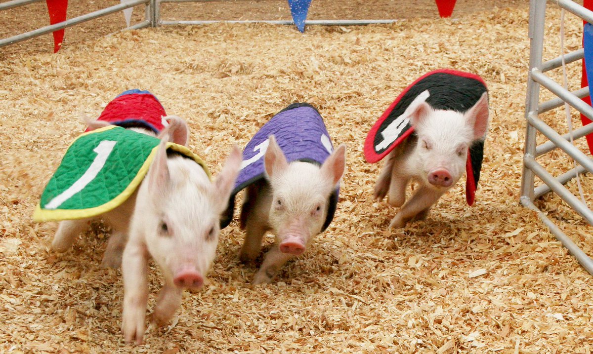 Pig races at The Big "E" (aka the Eastern States Exposition) in West ...