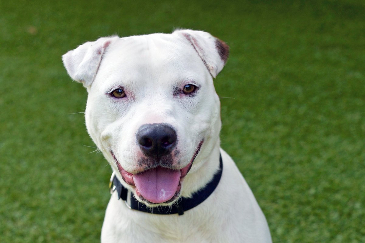 What Dog Breeds Have Small Ears