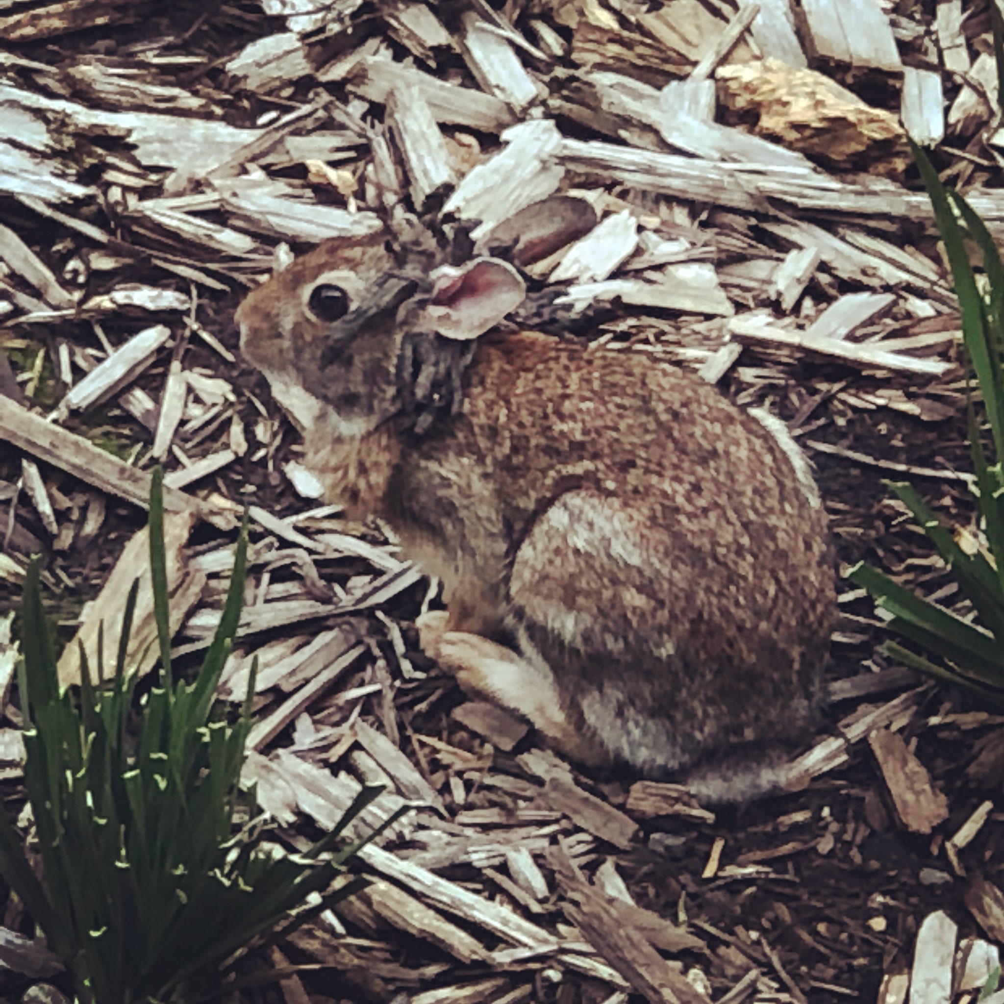 Rabbit With Shope Papilloma Virus