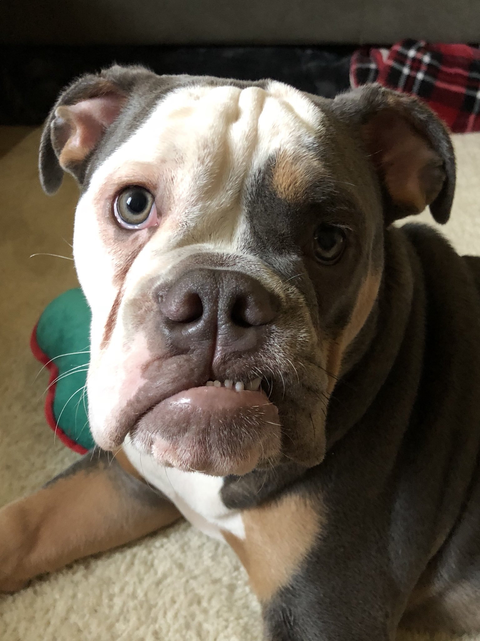 Do Boxers Have An Underbite