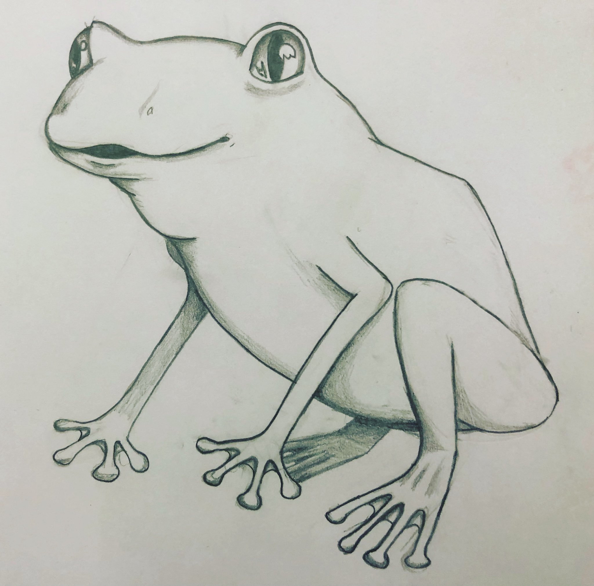Cute Tree Frog Drawing