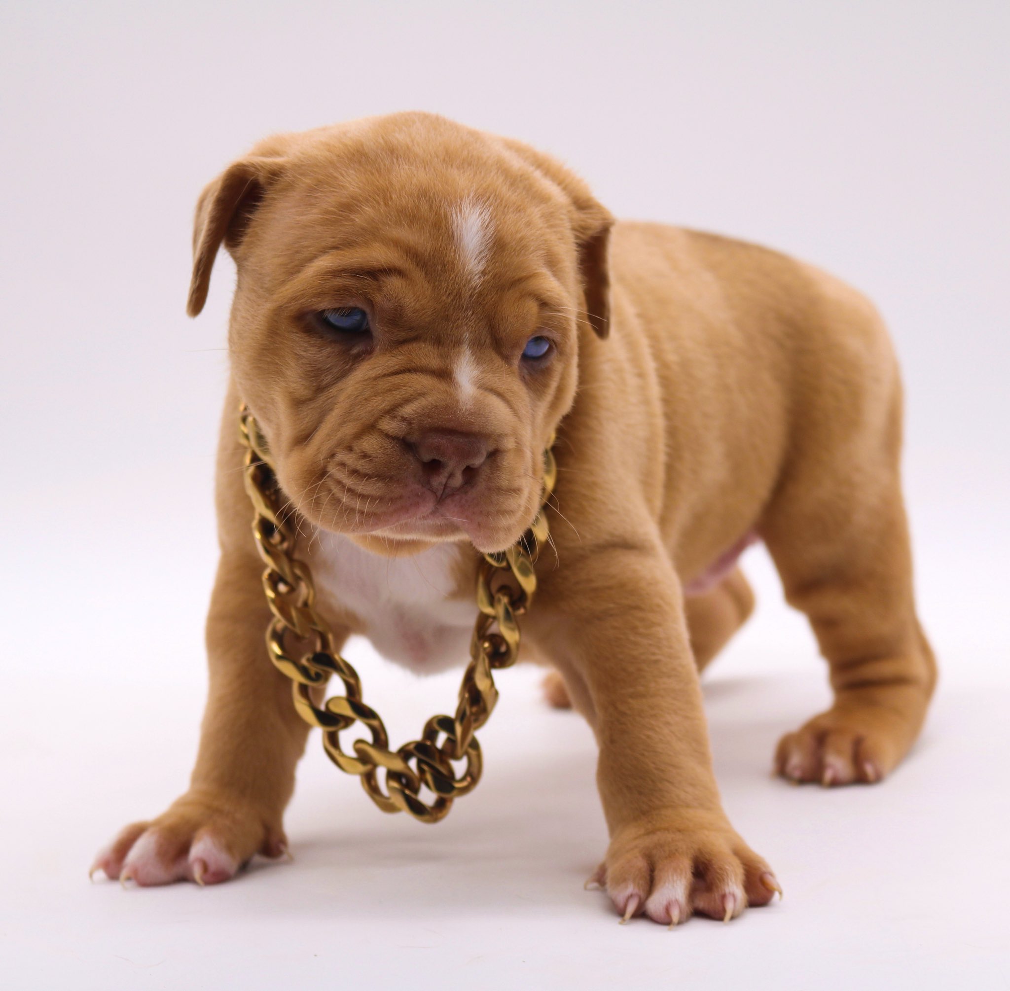 Nicki Minaj And Her Dog