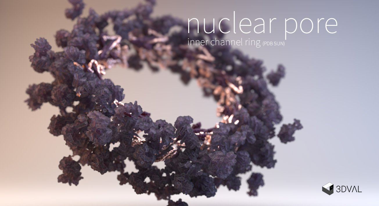 Nuclear Pore Complex Animation