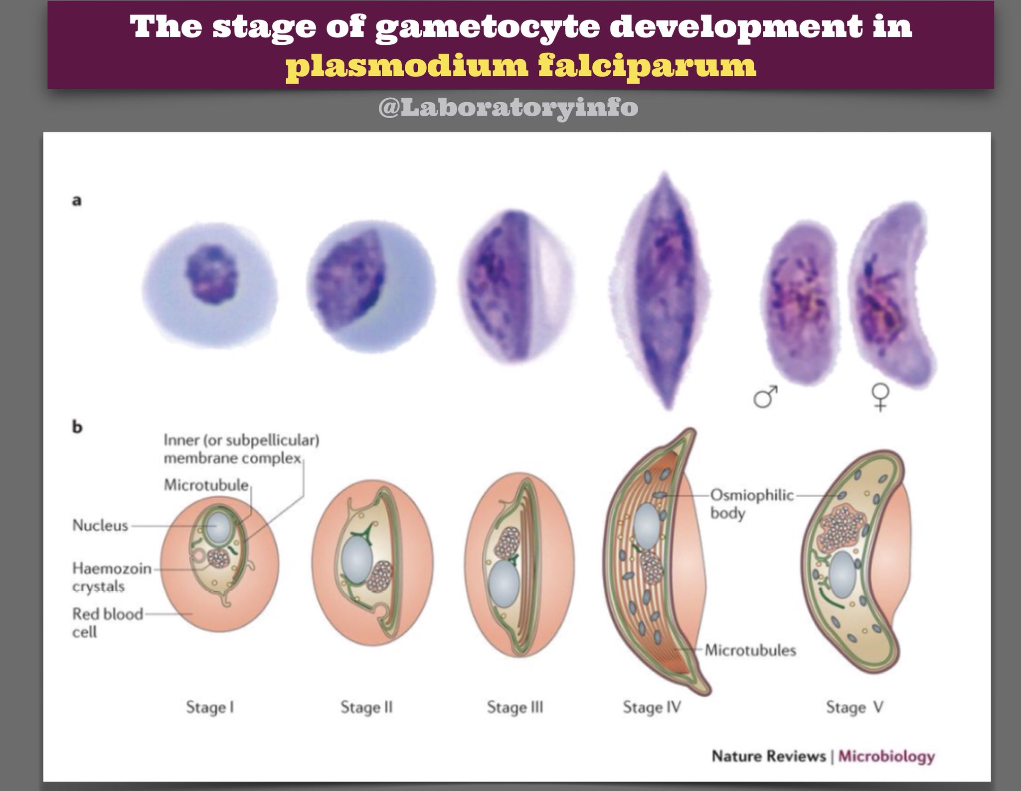 Plasmodium Falciparum Stages