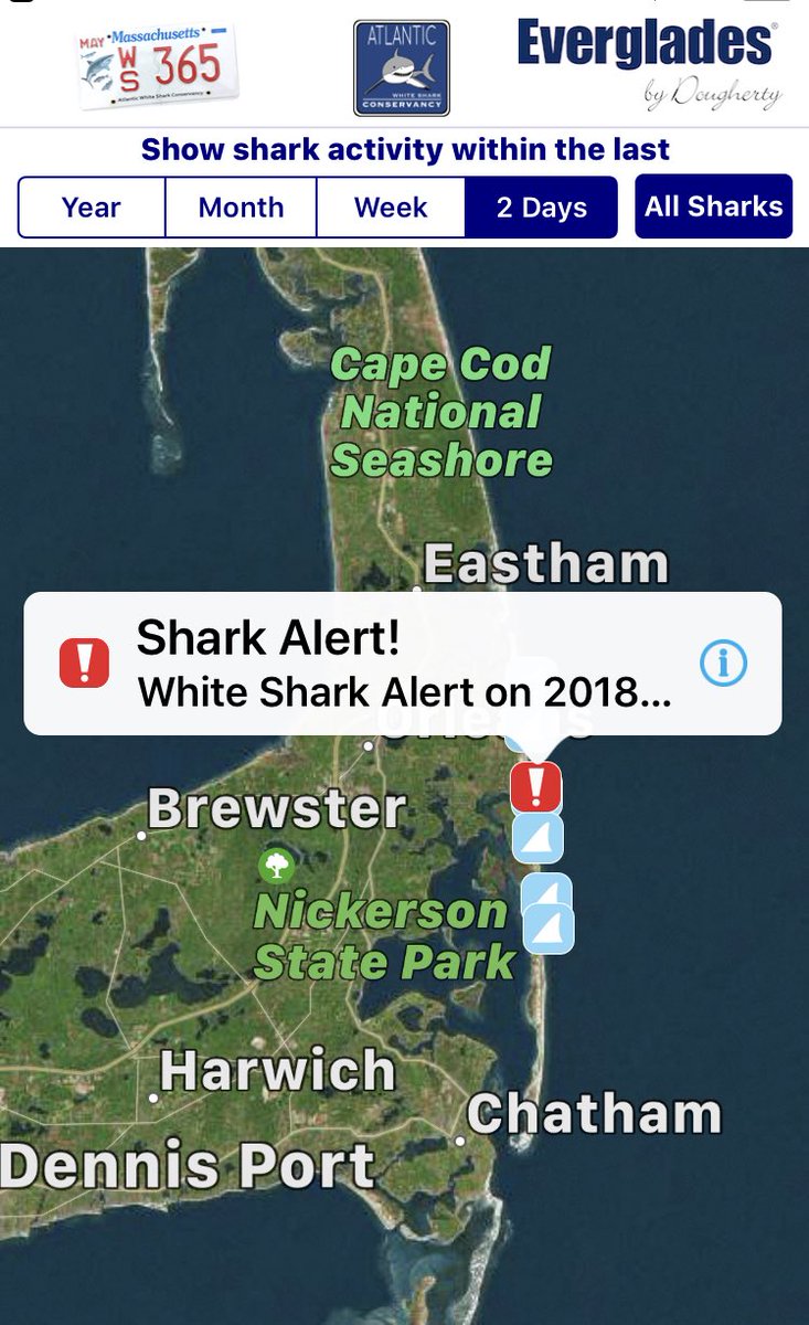 MA Sharks 🦈 on Twitter: "SHARK ALERT‼️8, yes eight, white sharks off Nauset Beach as seen by ...
