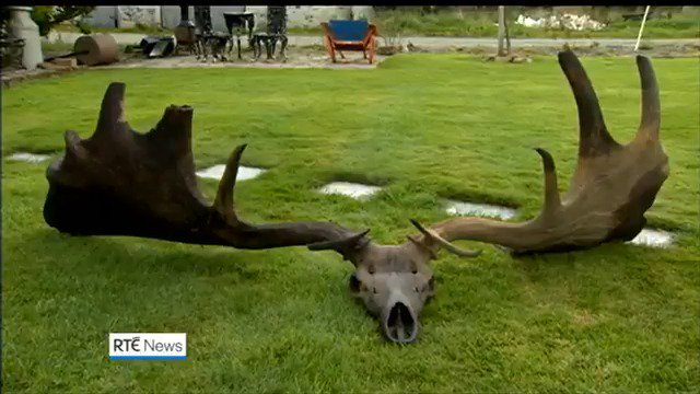 Irish Elk Size Comparison