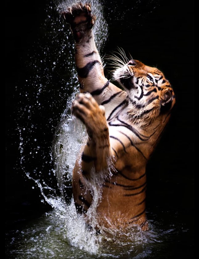 Art & Collectibles Big Cat Energy Drawing & Illustration etna.com.pe