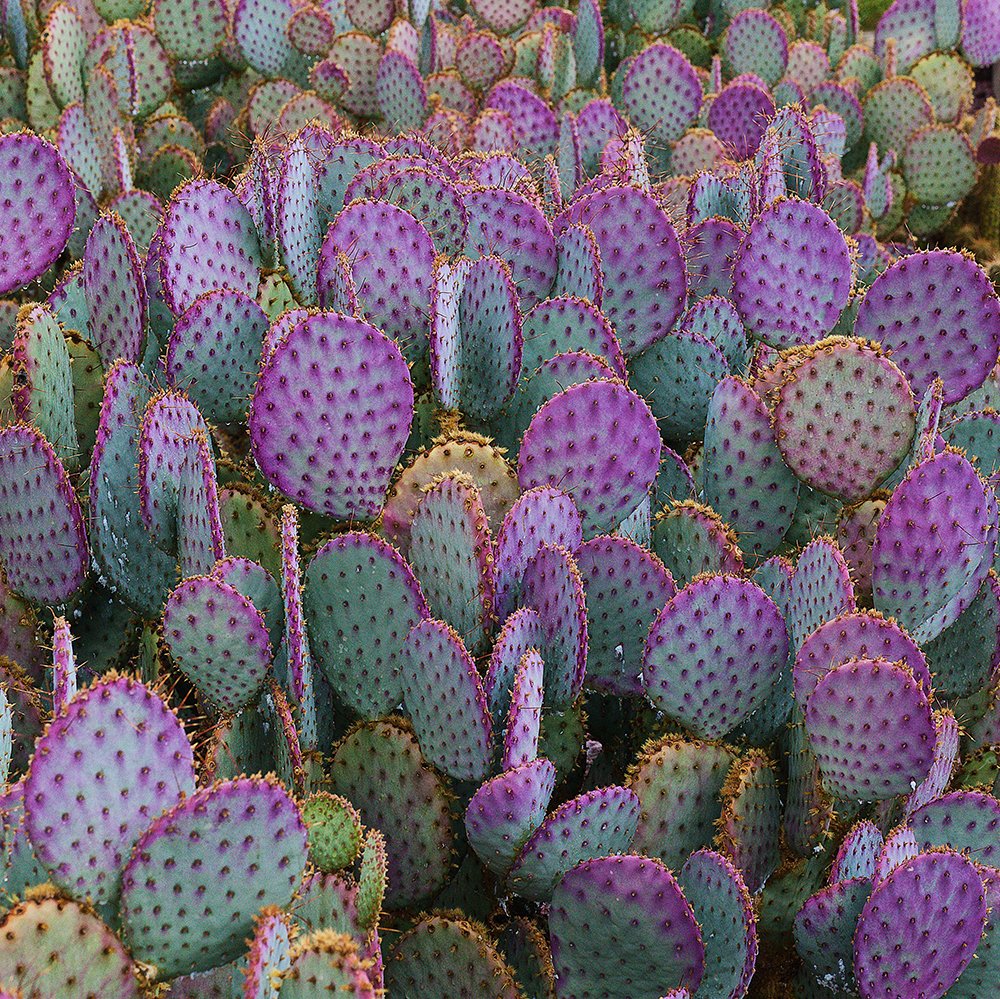 Purple Prickly Pear Cactus
