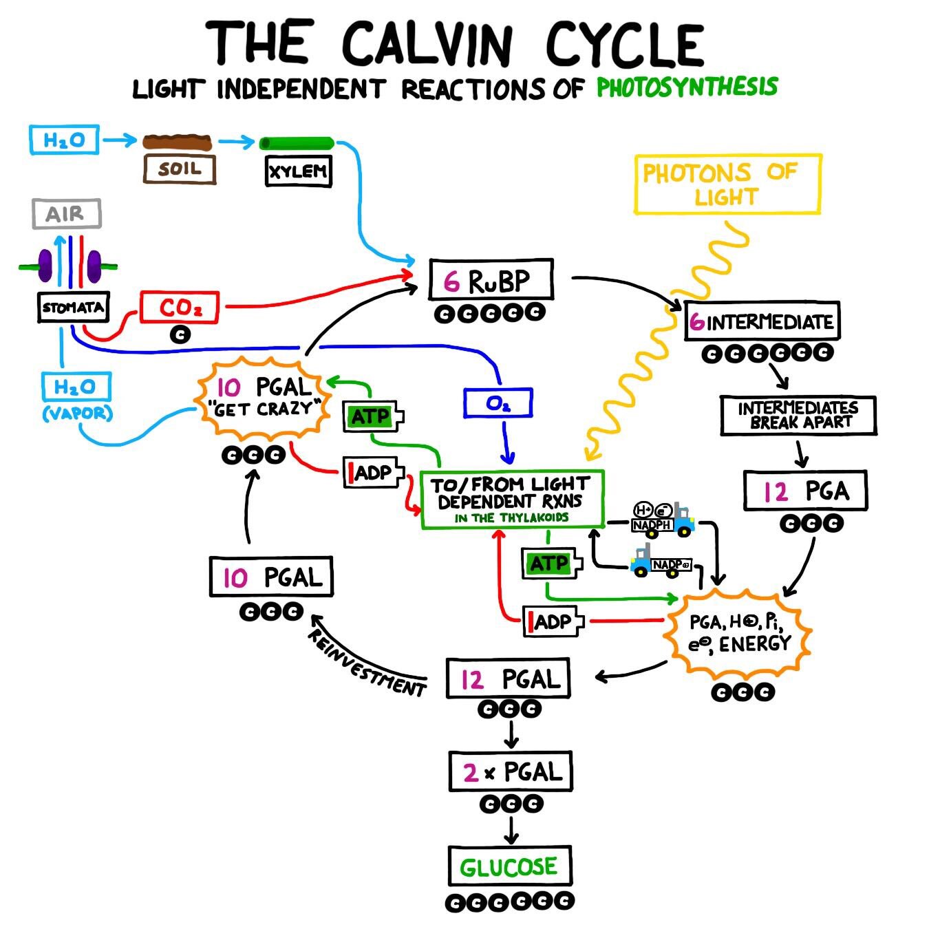 Photosynthesis Light Reaction Ap Bio