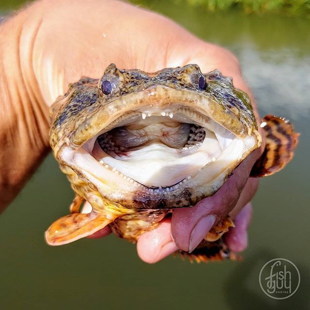 Oyster Toadfish Teeth