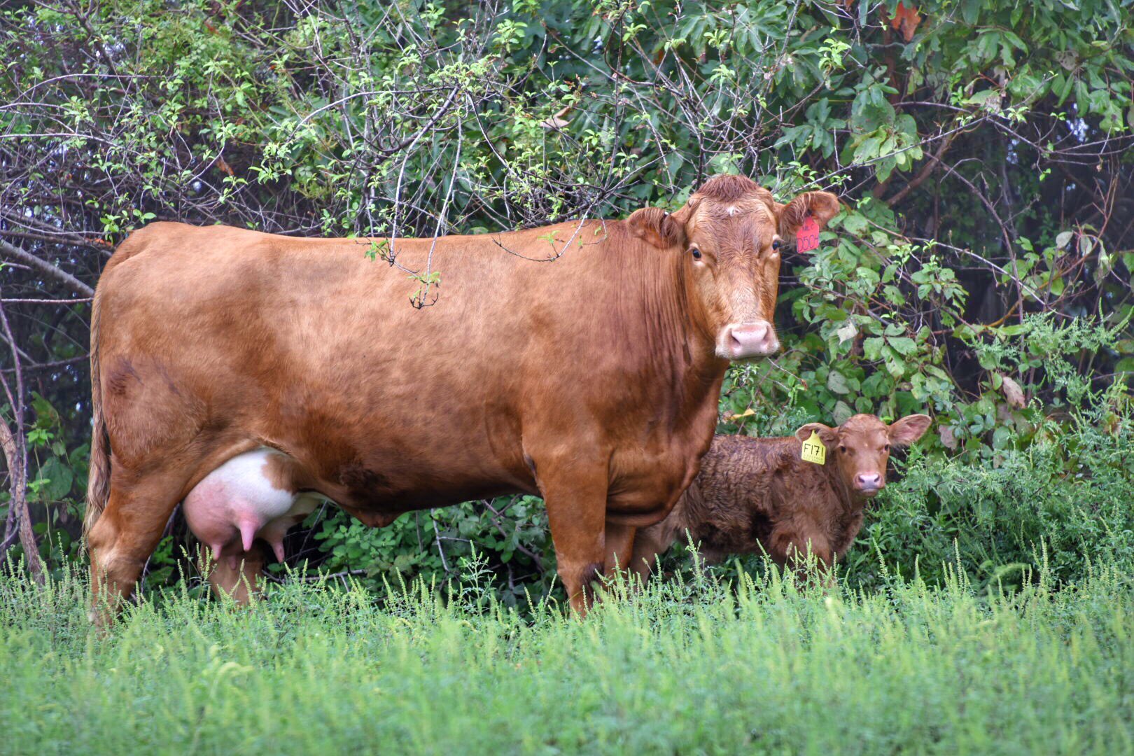 Swedish Red Cattle