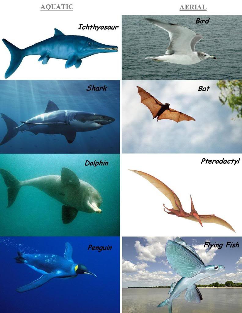 Convergent Evolution Examples In Fish