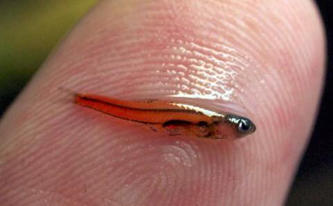 Smallest Fish In The World Ever Caught