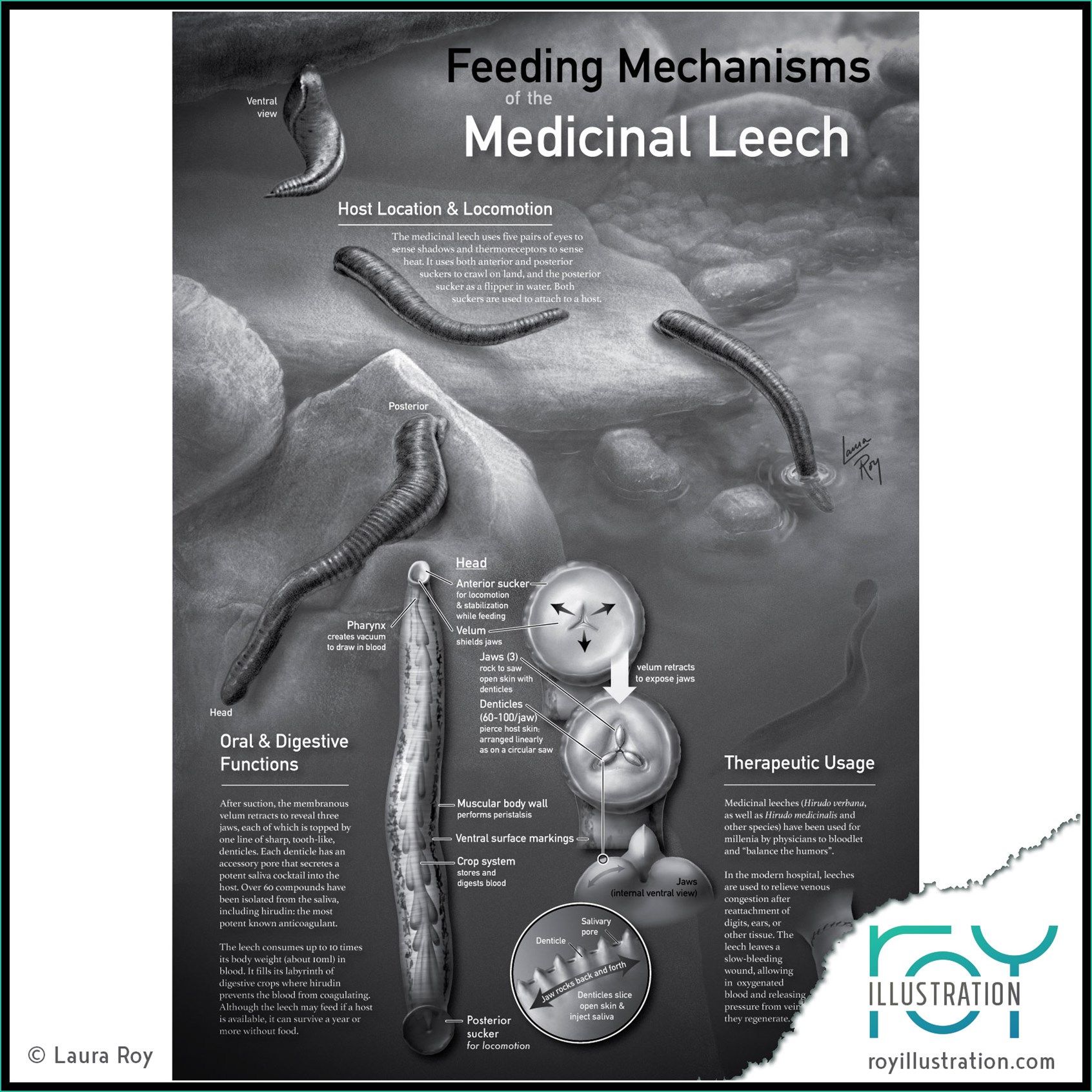 Medicinal Leech Anatomy