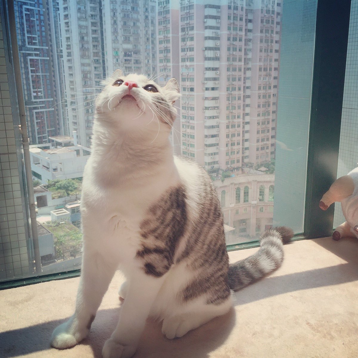 Zhuoliang Twitter zhuoliang-twitter