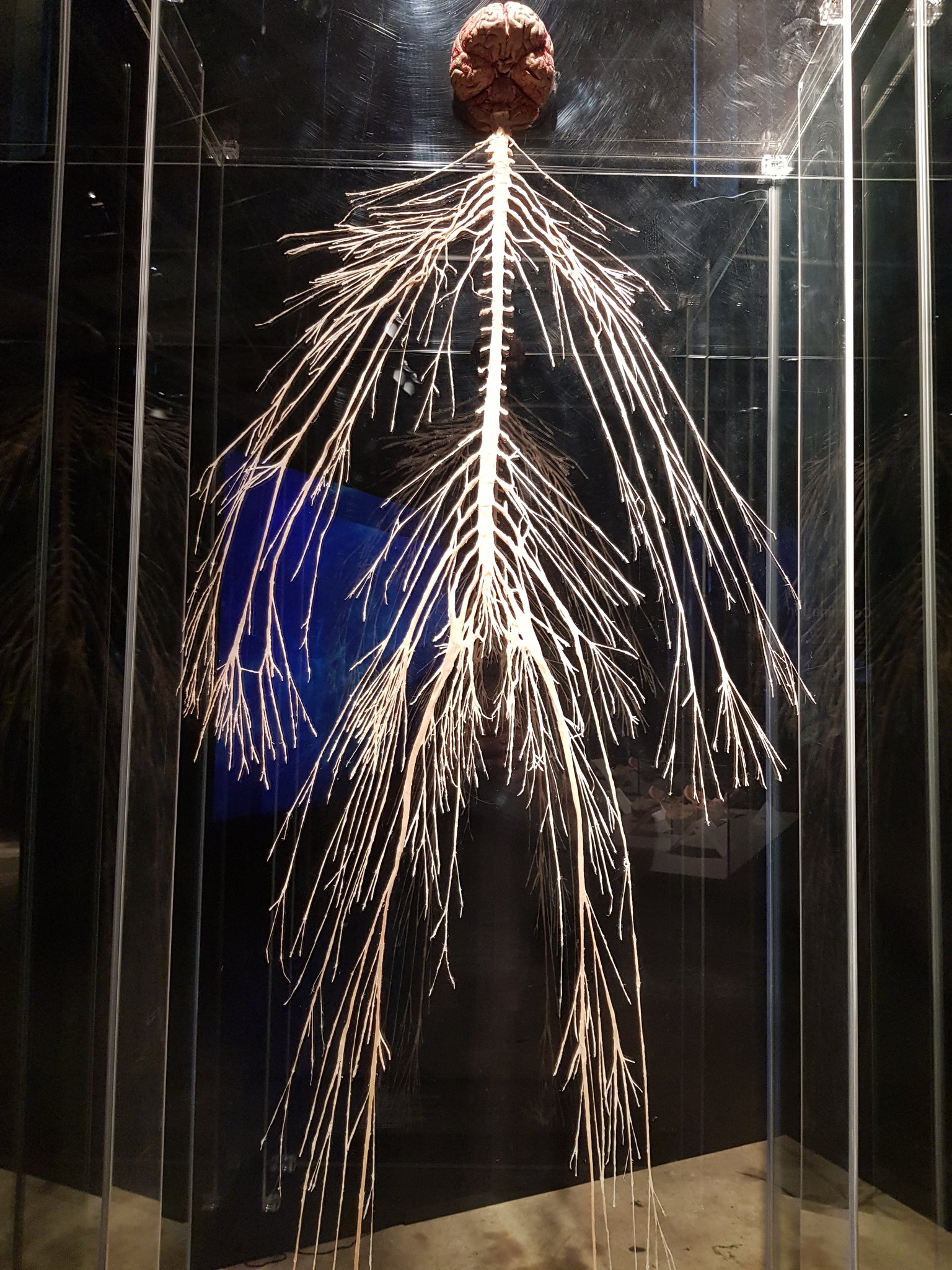 Nervous System Tree
