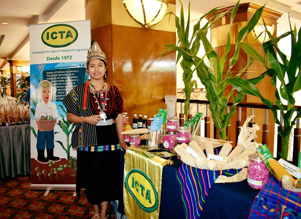 ICTAGuatemala on Twitter: "Guardianes de la agrobiodiversidad de maíces nativos del altiplano ...